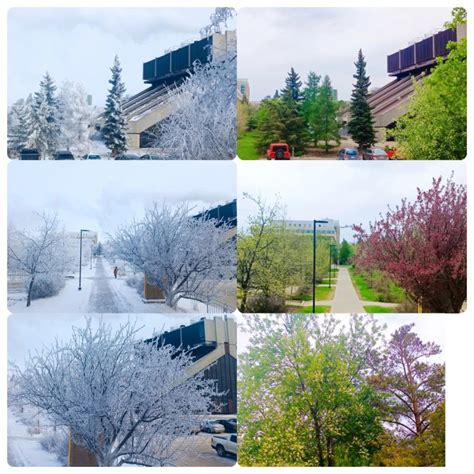 Dr Mohammad Yusuf On Linkedin Witnessing Life Spring Back To Vitality Before Your Very Eyes Is