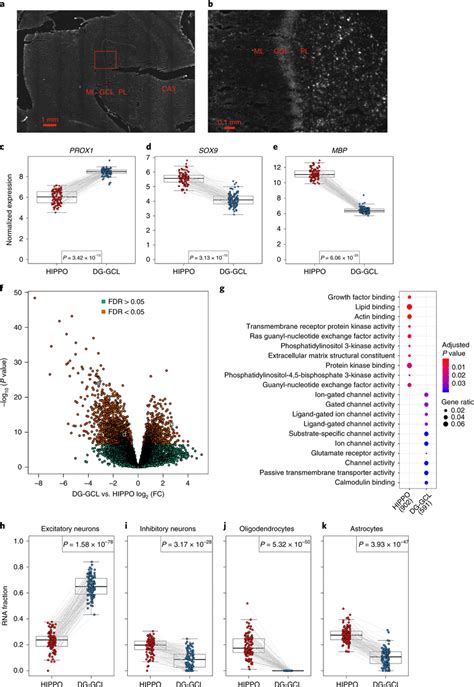 Lcm Seq Confirms Expected Strong Cell Type Enrichment In Dg Gcl A Download Scientific Diagram