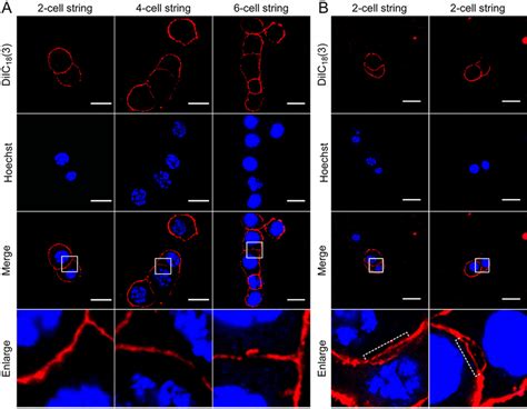 Cell Membrane Staining Of Fgsc Strings A Plasma Membrane Staining Of Download Scientific