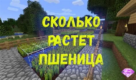 Сколько растет пшеница в Minecraft