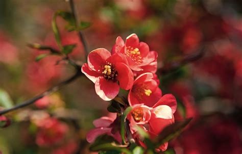 Premium Photo Macro Of Red Flowers Of Blooming Sakura Tree In Spring