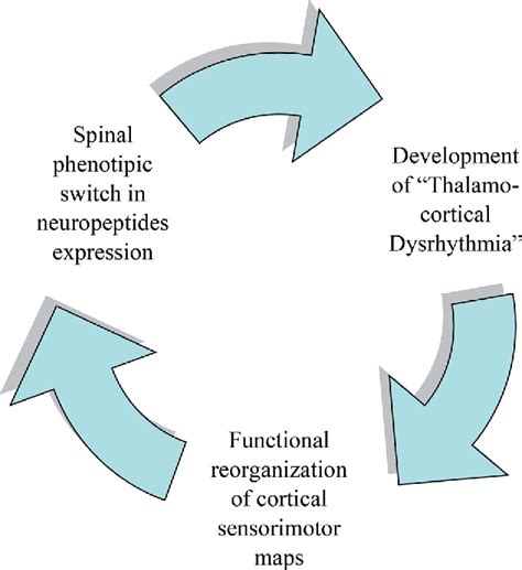 Figure 1 From Cerebellar Transcranial Direct Current Stimulation Ctdcs Effect In Perception