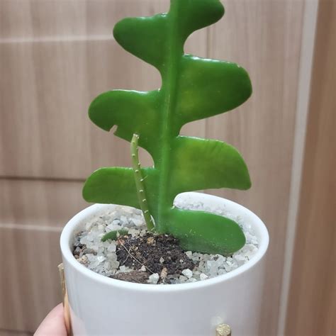 피시본 피쉬본 선인장 다육이 어떻게 해야 다시 살아날까요 지식in