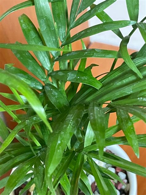 테이블야자 흰색 얼룩 번지는 이유ㅠㅠ 지식in