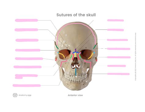 Physio Sutures Diagram Quizlet