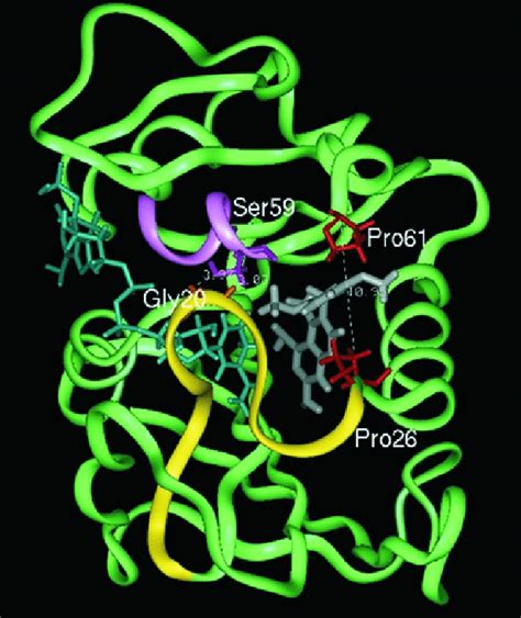 Secondary Structure Of Human Dihydrofolate Reductase The Position Of Download Scientific