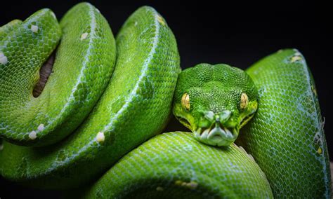 Tywkiwdbi Tai Wiki Widbee Morelia Viridis Green Tree Python