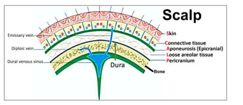Scalp Face And Eye Flashcards Quizlet