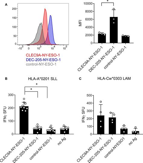 Human Clec9a Antibodies Deliver Ny Eso 1 Antigen To Cd141 Dendritic