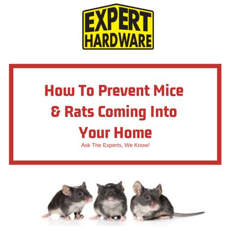 Ideal Tips About How To Prevent Mice Racekick