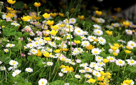壁紙カモミールたくさん花ダウンロード写真