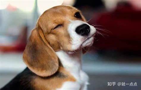 史努比的原型比格犬为什么养的人不多 知乎