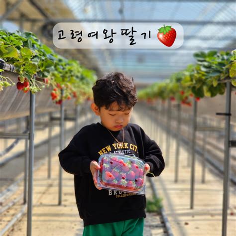 고령딸기체험 여왕딸기 알찬 프로그램으로 꿀잼보장 네이버 블로그