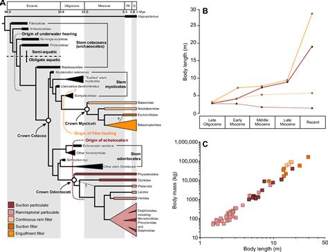 Figure 2 From The Evolution Of Foraging Capacity And Gigantism In Cetaceans Semantic Scholar