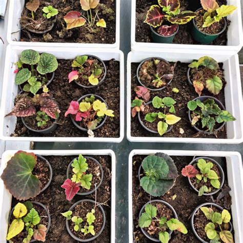 How To Propagate Begonias