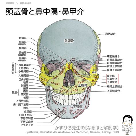 頭蓋骨と鼻中隔・鼻甲介 徹底的解剖学（かずひろ先生 解剖学）