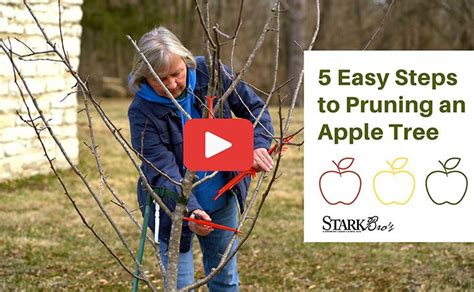 How To Prune An Apple Tree Step By Step With Video Stark Bro S