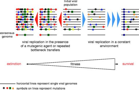 Effect Of Elevated Mutation Rates On Viral Fitness And Survival A Download Scientific Diagram