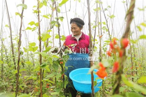 四川万源：硒土掘金 扶贫“硒豆”富农家 人民图片网