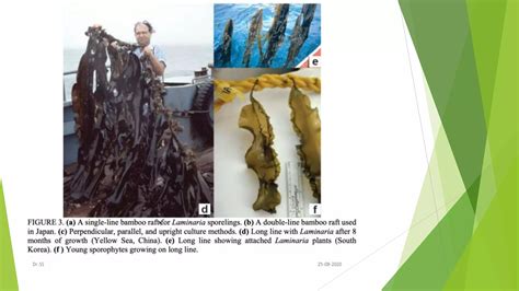 Macroalgae Cultivation Pptx