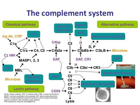 5 1 Review Of Complement System Khadizha Emirova Eng