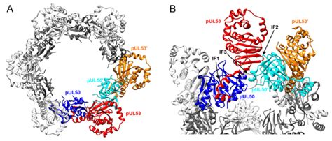 Crystal Structure Of The Hexameric Hcmv Nec A Top View On The Nec Download Scientific