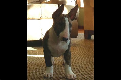 Bull Terrier Puppies For Sale