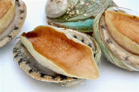 The Cost Of Premium Abalone Understanding The Price Of This Delicacy