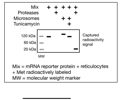 Solved Mix Mrna Reporter Protein Reticulocytes Met
