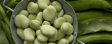 蚕豆种子怎么种 花百科