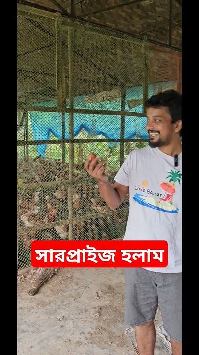 লেয়ার মুরগির ডিম দিছে Youtube