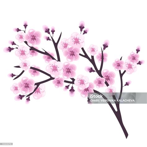 꽃이 만발한 사쿠라 가지흰색 배경에 고립되어 있습니다 벚꽃 나뭇 가지의 벡터 그림입니다 개화기에 대한 스톡 벡터 아트 및 기타