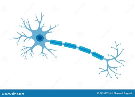 Human Neuron Structure Brain Neuron Cell Illustration Stock Vector Illustration Of Brain
