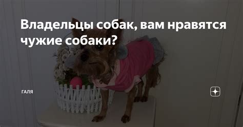 Владельцы собак вам нравятся чужие собаки Стефания Дзен