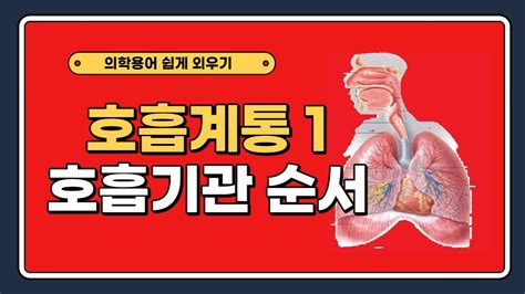 호흡계통 의학용어 외우기 1 호흡기관의 순서와 기능을 학습해요 Youtube