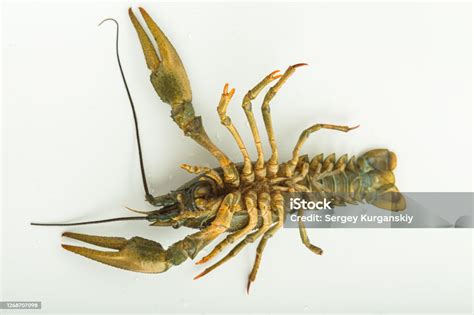그의 등에 누워 발톱 흰색 고립 된 배경에 원시 라이브 녹색 가재 갈고리 발톱에 대한 스톡 사진 및 기타 이미지 갈고리 발톱 건강한 식생활 배경 주제 Istock