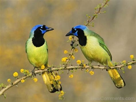 Passeriformes Desi Comments