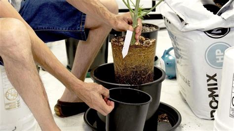 How To Transplant Cannabis Seedlings