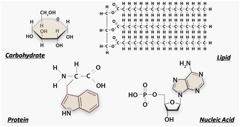 Macromolecules Examples