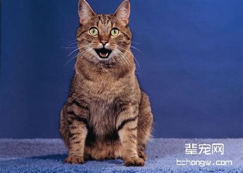 猫绝育后为什么还会发情 辈宠网