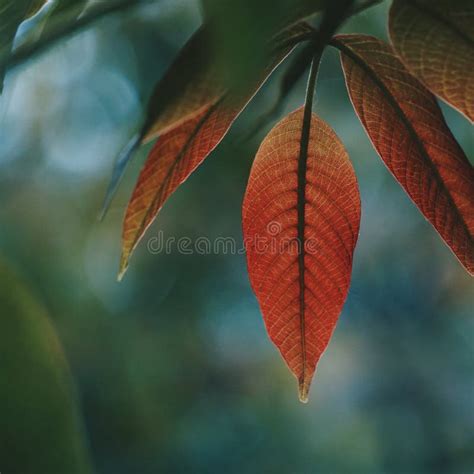 Red And Colorful Tree Leaves In Summer In The Nature Stock Image Image Of Leaves Abstract