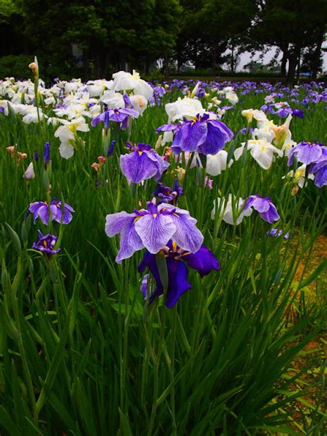 すごいぞ埼玉 平成の森公園の菖蒲園川島町