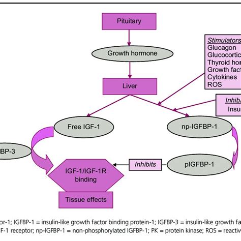 Role Of Insulin Igf 1 And Igfbp 1 In Pathogenesis Of Atherosclerosis