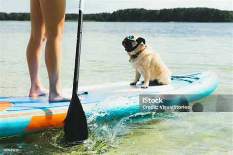 호수에서 선글라스를 착용한 귀여운 개와 함께 패들 보드를 타고 서핑하는 여성 개에 대한 스톡 사진 및 기타 이미지 개 여자 한 명의 여자만 Istock
