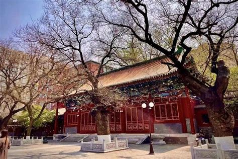 央音人文摄影大赛寒冷初融残枝萌发青蕾初苞春香馨放 作品 奖品 王格谨