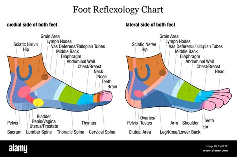 Fuß Reflexzonenmassage Chart Medial Innen Und Seitlich Außen Blick