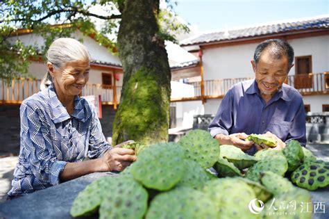江西广昌姚西村：“嵌”在莲池的秀美山村农科新闻网