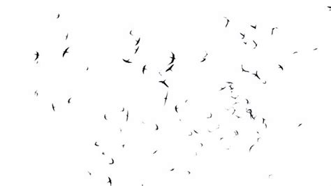 mass migration movement crowd of birds behaviour flocking boids simulation motion graphics