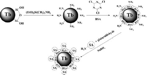 Schematic Representation Of Surface Modification And Streptavidin