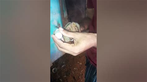 কিভাবে টাইগার মুরগির বাচ্চা কে গামবুড়ো ভ্যাকসিন করবেন Youtube